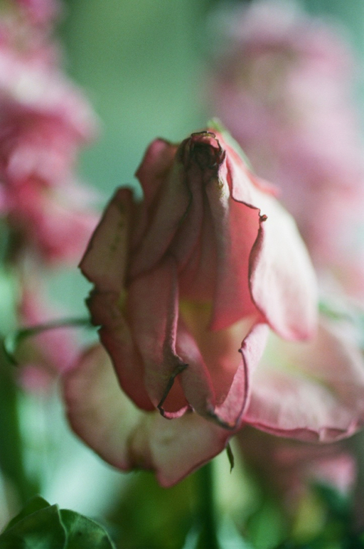 Max width flower 3 4 of 20 max-width-flower-3-4-of-20